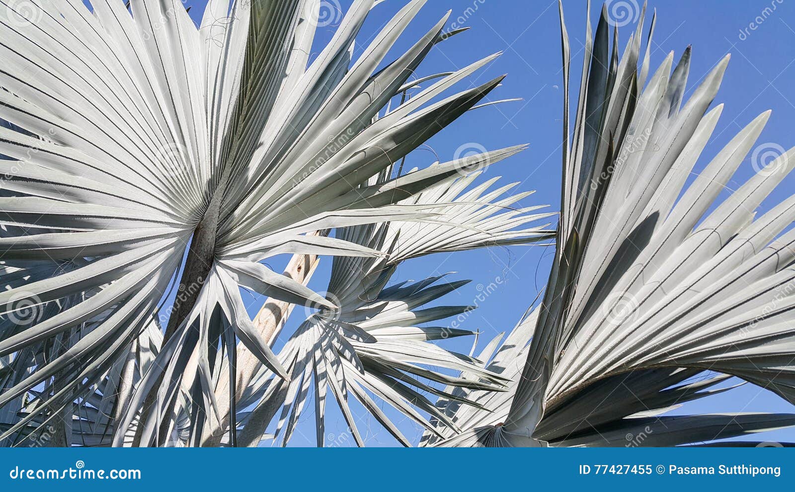 Plam Leaves Isolated On White Royalty-Free Stock Photography ...