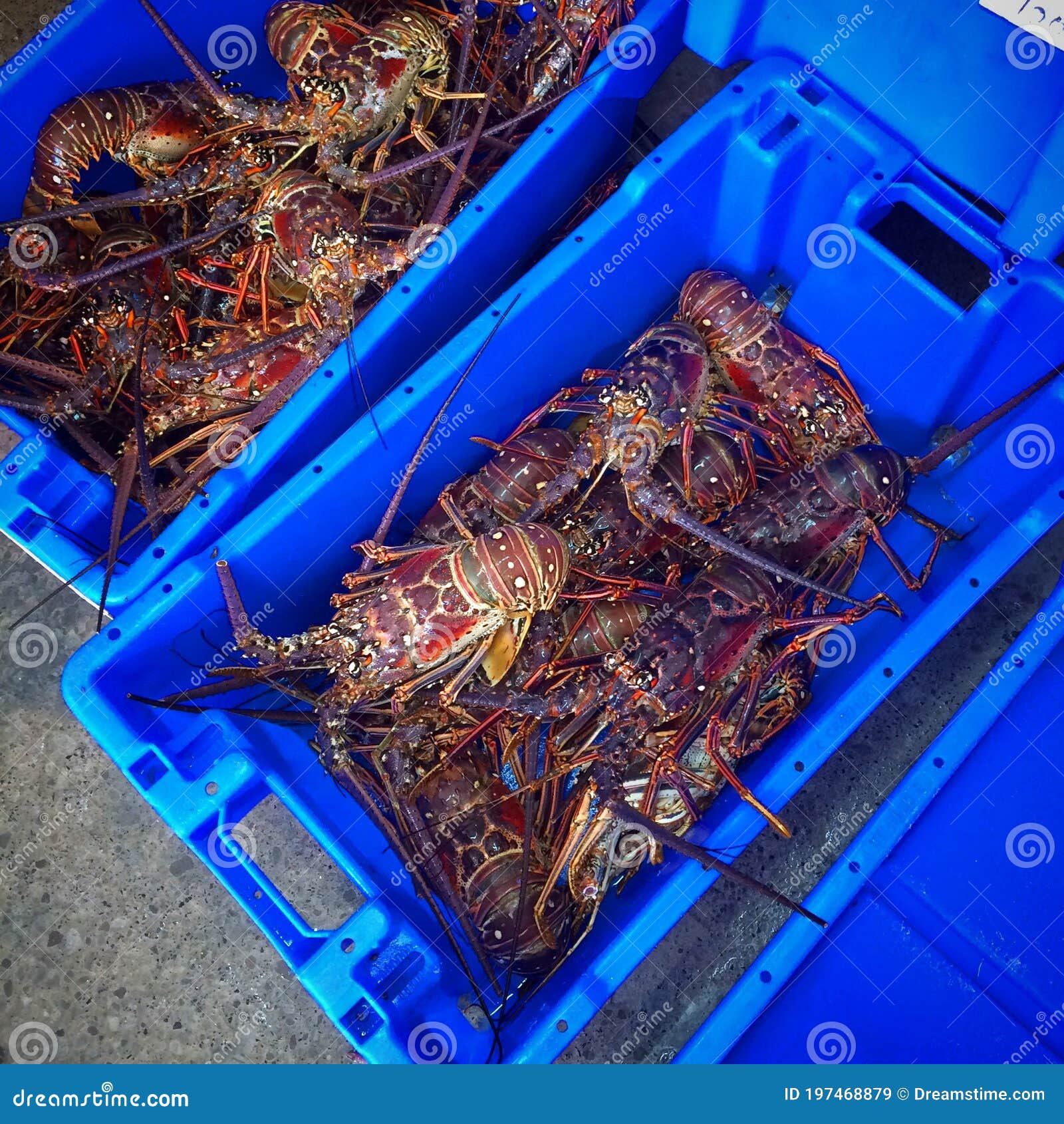 Blue Plastic Boxes with Fresh Lobsters Stock Image - Image of fresh ...