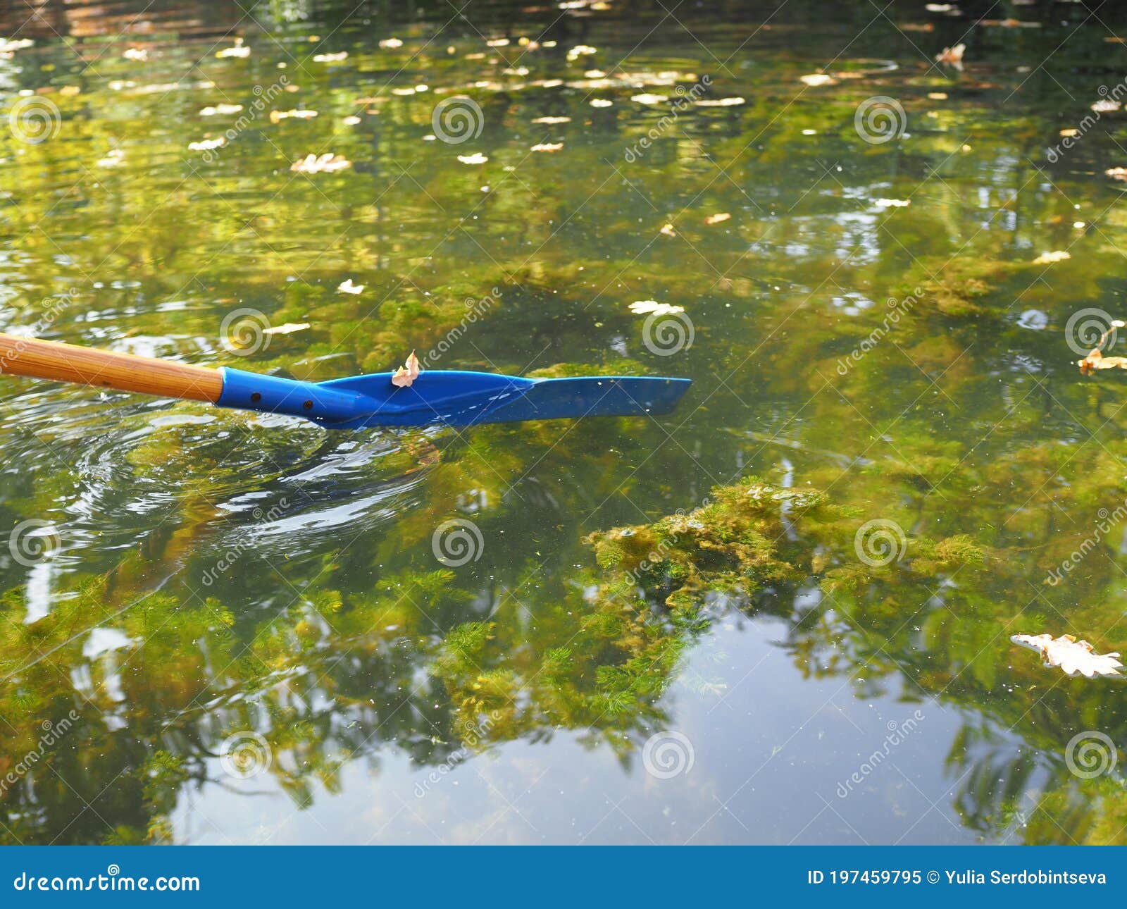 Blue Plastic Paddle is Lowered into the Clear Water of an Autumn Pond ...