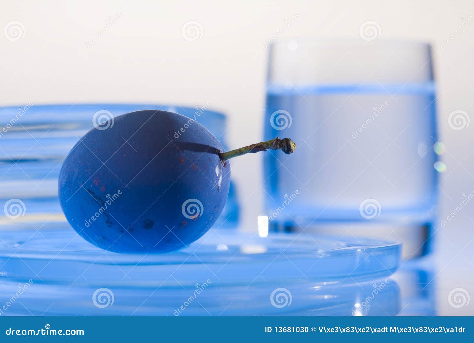 Blue plum stock photo. Image of nature, fruits, plum - 13681030