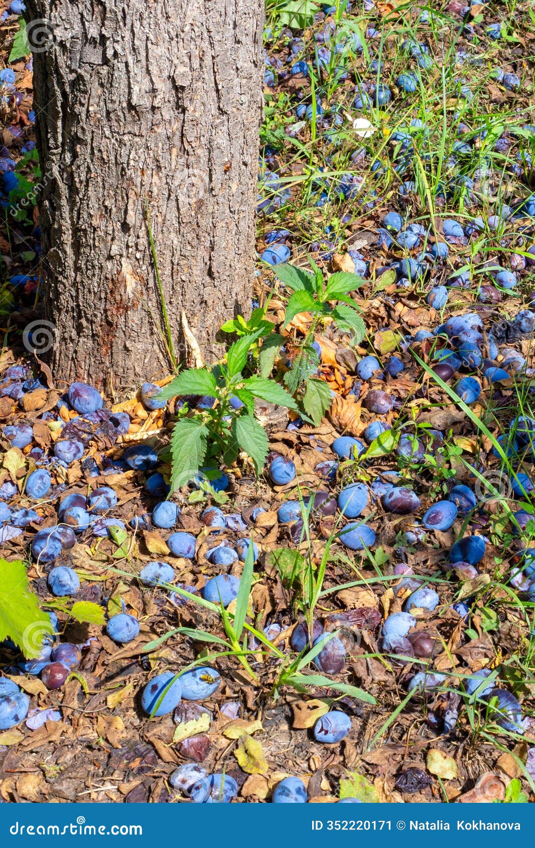 A Blue Plum Fallen from a Tree on the Ground. Unharvested Crop Stock ...