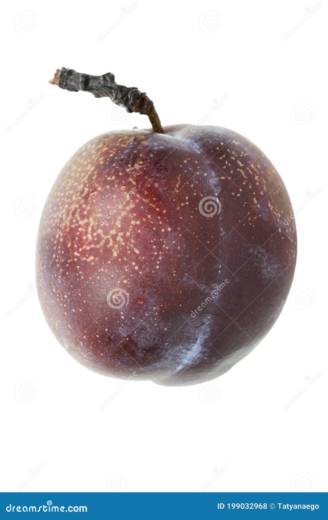 Blue plum isolated stock photo. Image of ripe, ingredient - 199032968
