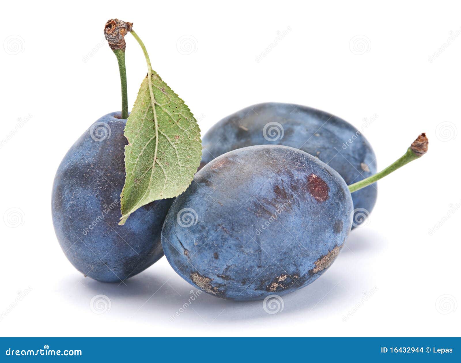 Blue plum with leaf stock photo. Image of isolated, shadow - 16432944