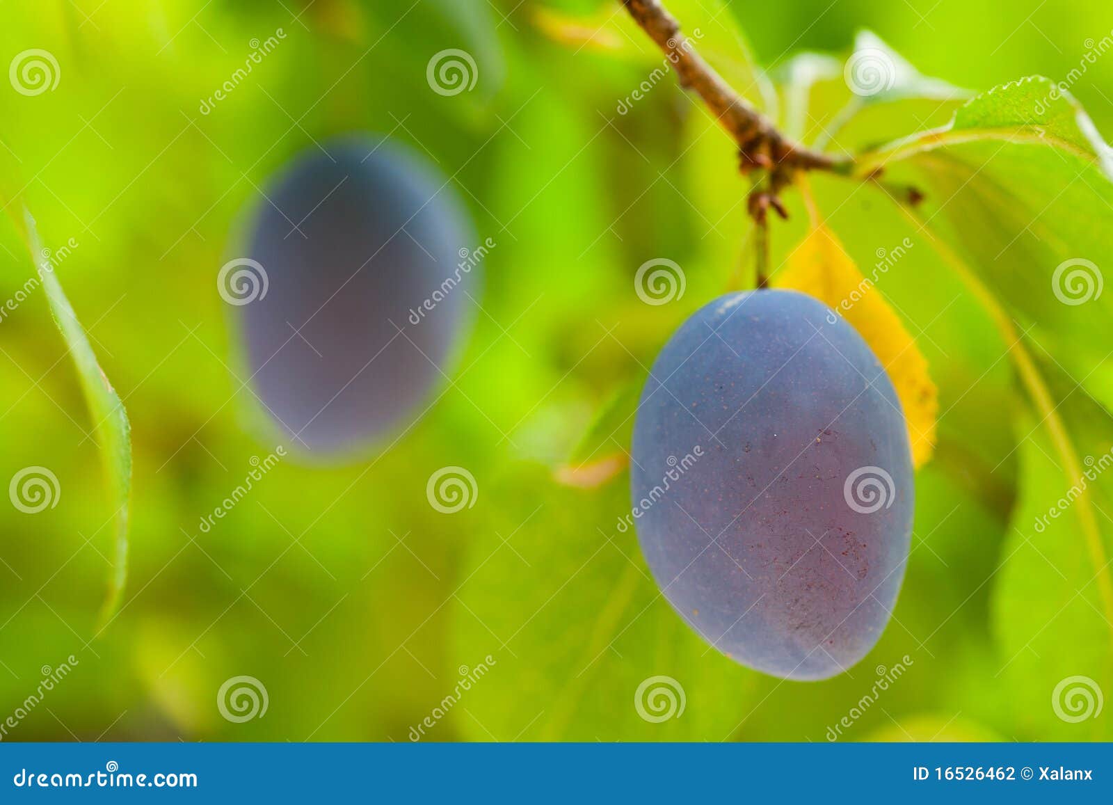 Blue plum macro stock photo. Image of diet, agriculture - 16526462