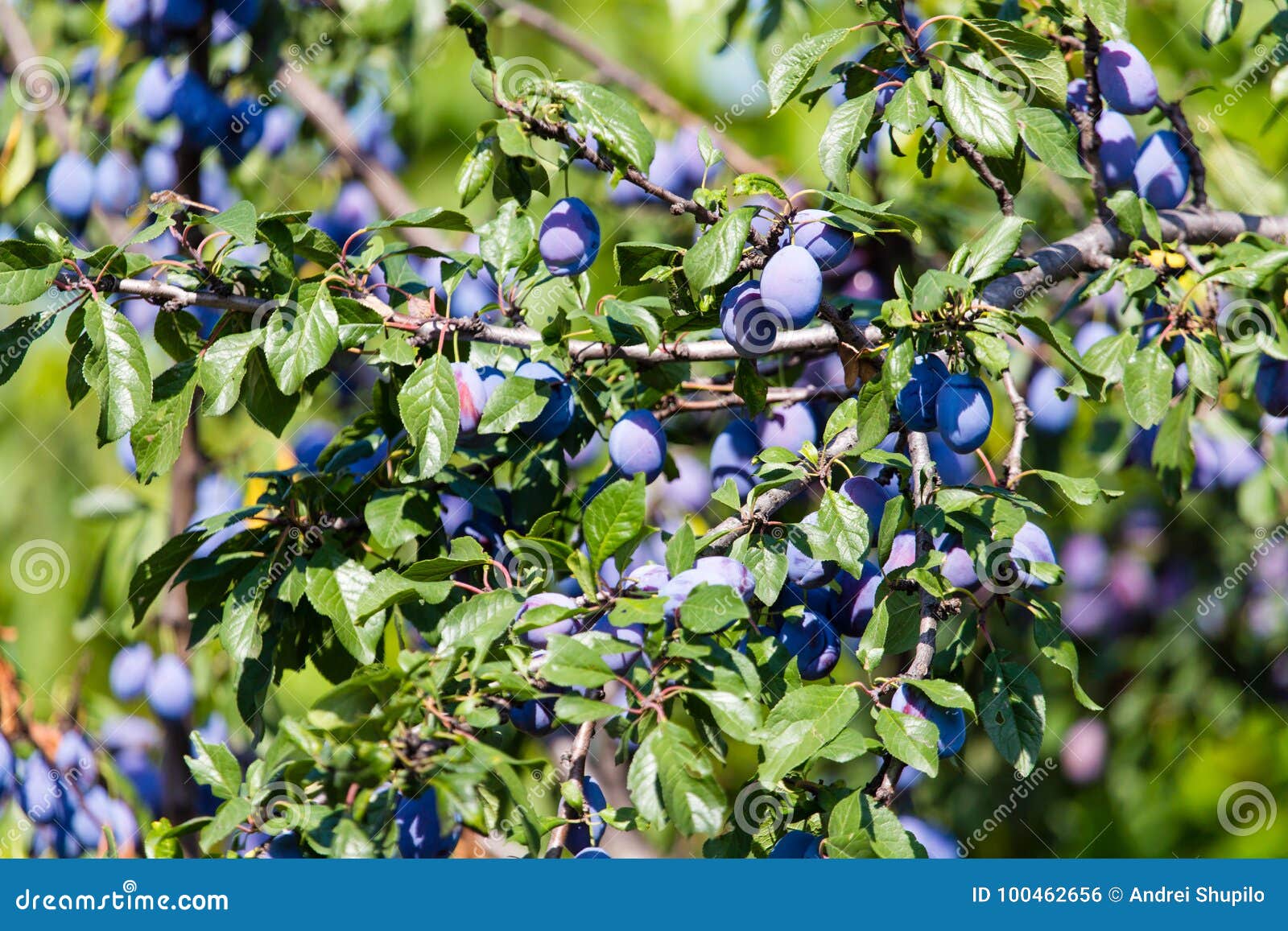Blue Plum on Tree Branches in Nature Stock Photo - Image of tree ...