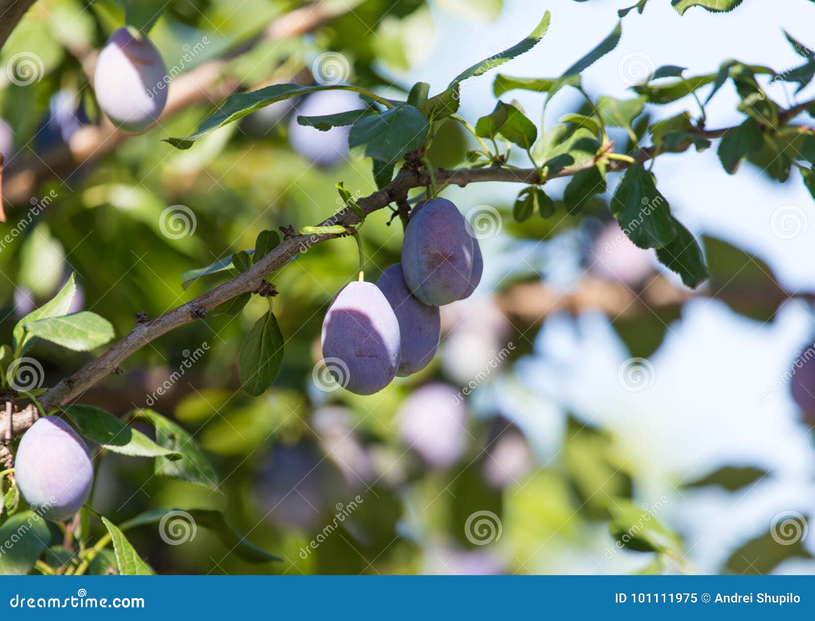 Blue Plum on Tree Branches in Nature Stock Image - Image of natural ...