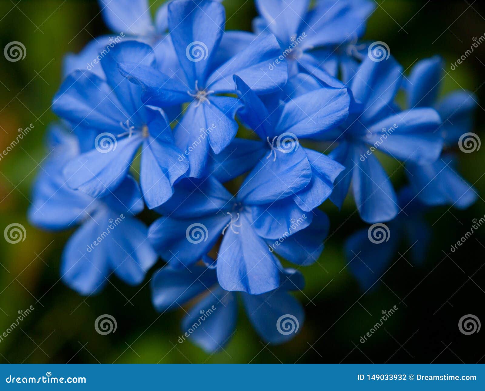 Blue Plumbago stock photo. Image of nature, blooming - 149033932
