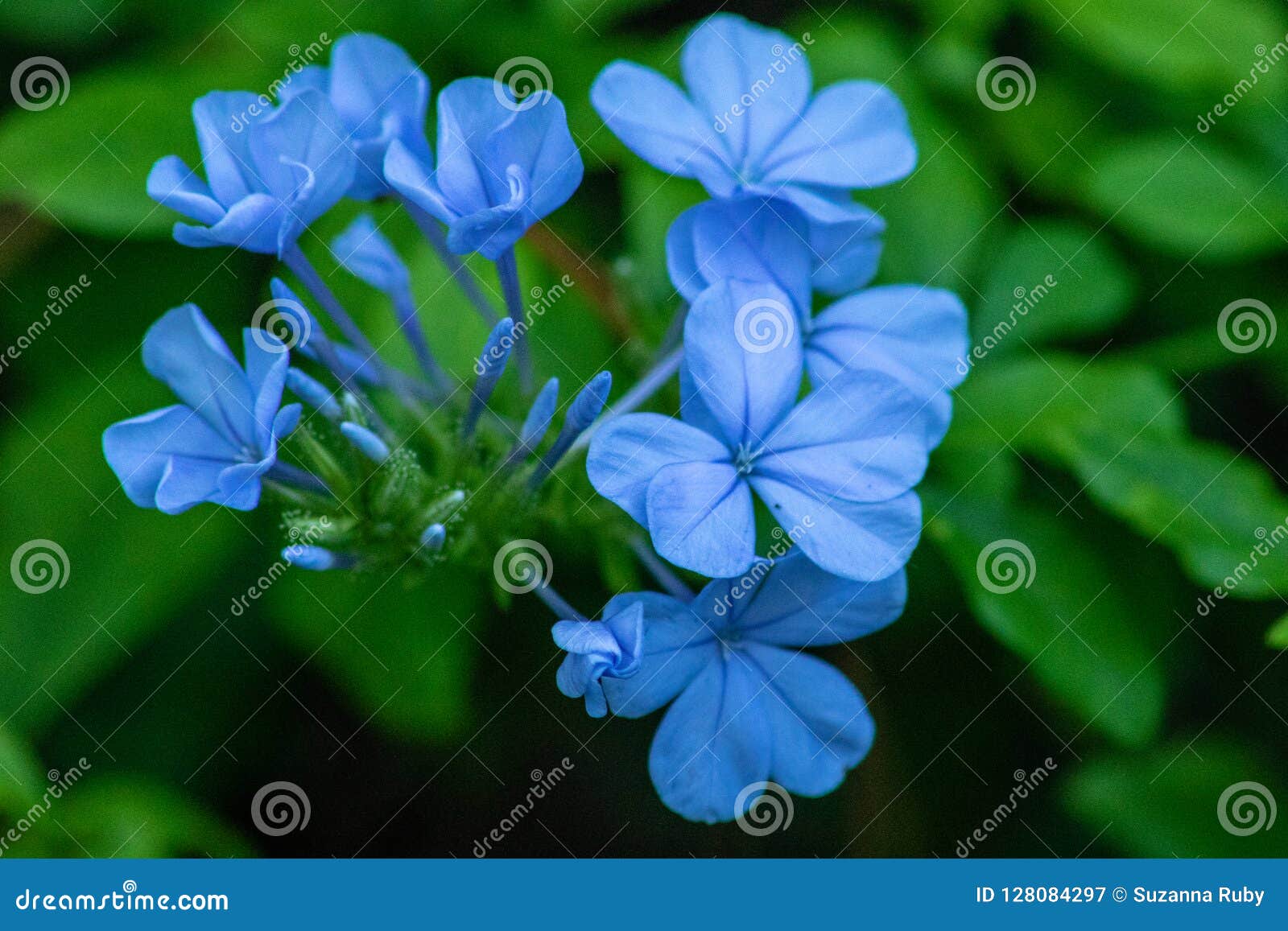 Blue plumbago stock image. Image of outdoors, blossom - 128084297
