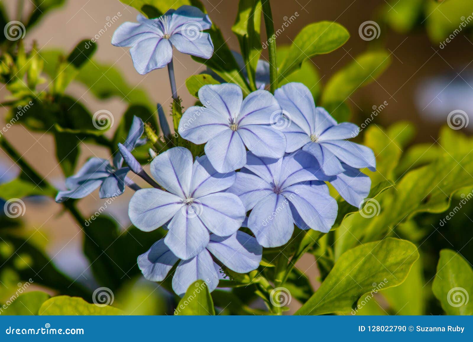 Blue plumbago stock photo. Image of flora, bloom, blooming - 128022790