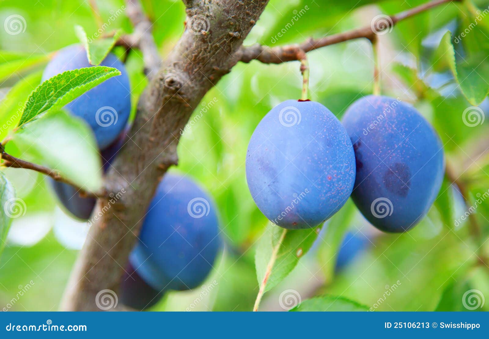 Blue plums stock image. Image of closeup, nature, fructose - 25106213