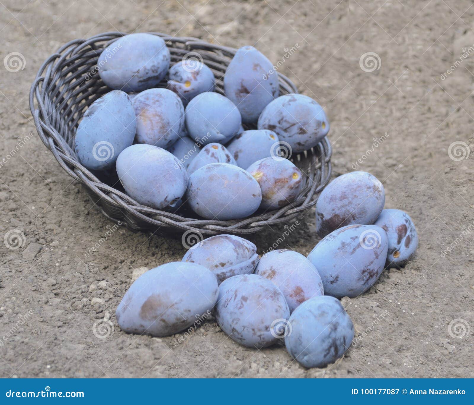 Blue plums on the ground stock image. Image of garden - 100177087