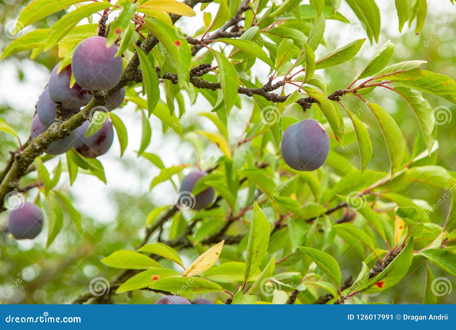 Blue Plums Grow on a Tree with Green Leaves Stock Image - Image of ...