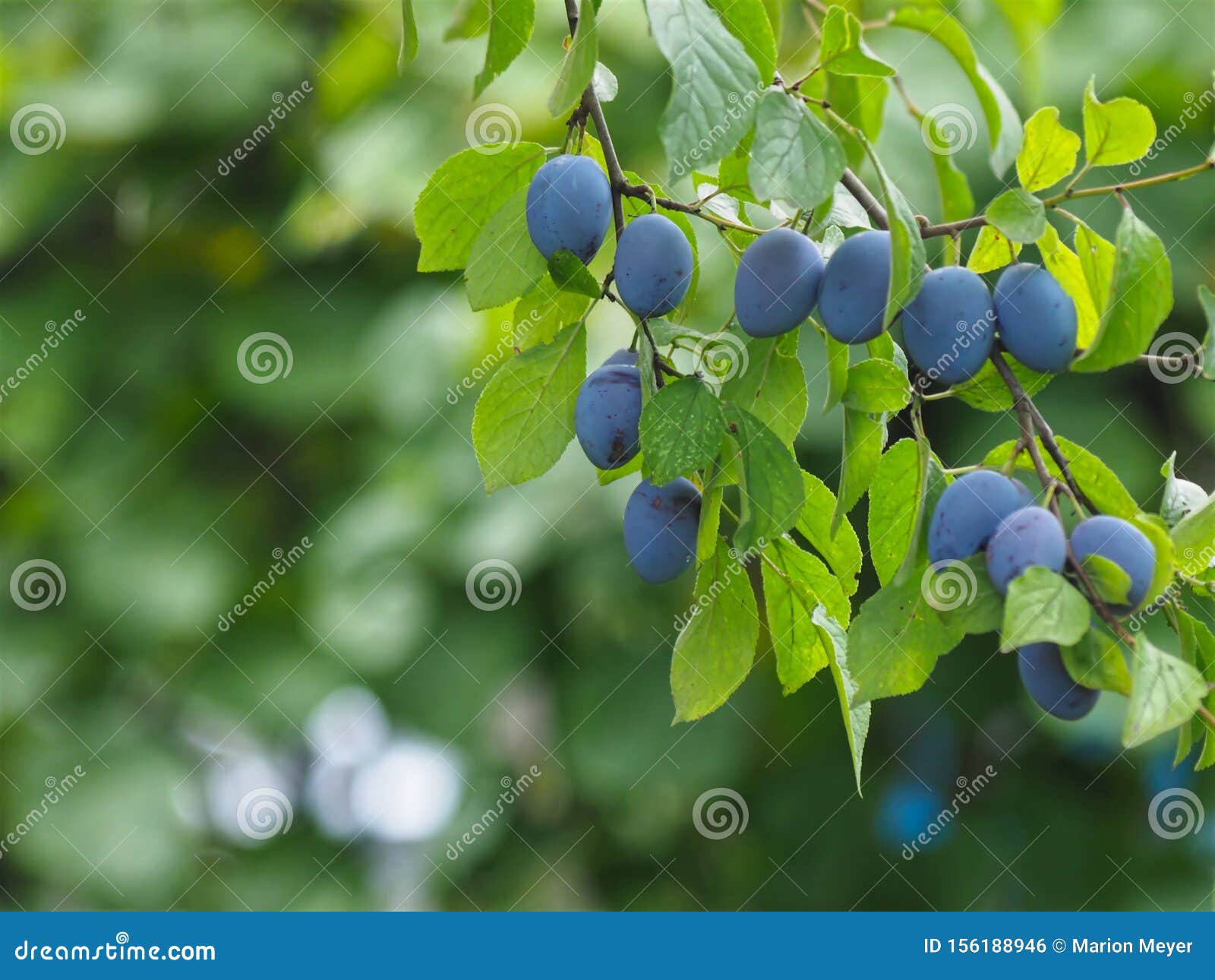Blue Plums Hanging on a Plum Tree Stock Photo - Image of branch ...