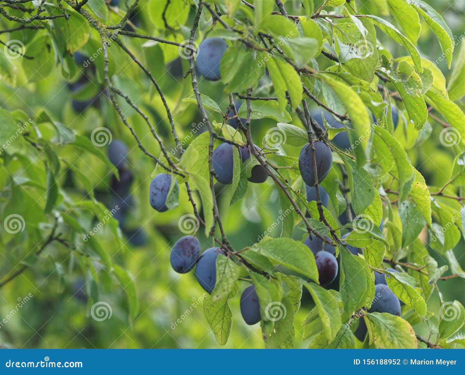 Blue Plums Hanging on a Plum Tree Stock Photo - Image of nature ...
