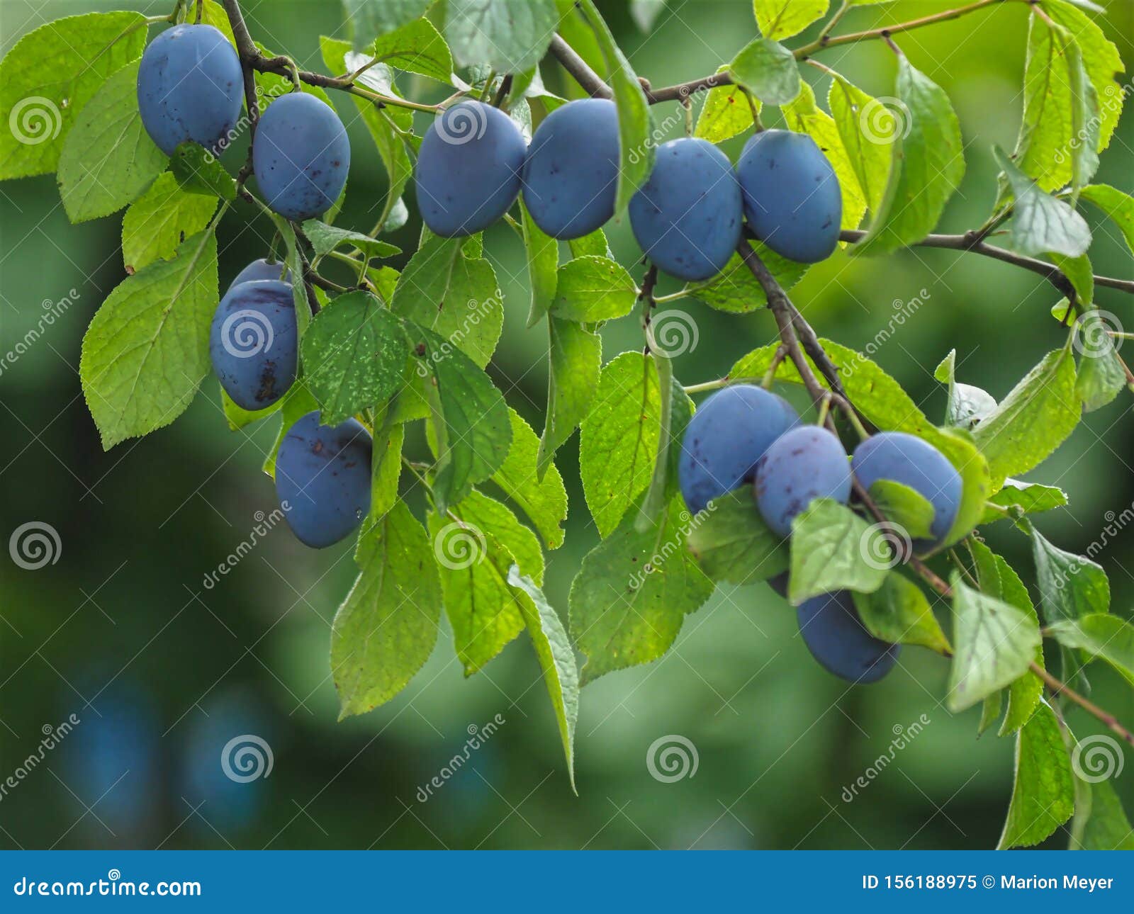 Blue Plums Hanging on a Plum Tree Stock Image - Image of blue, bunch ...