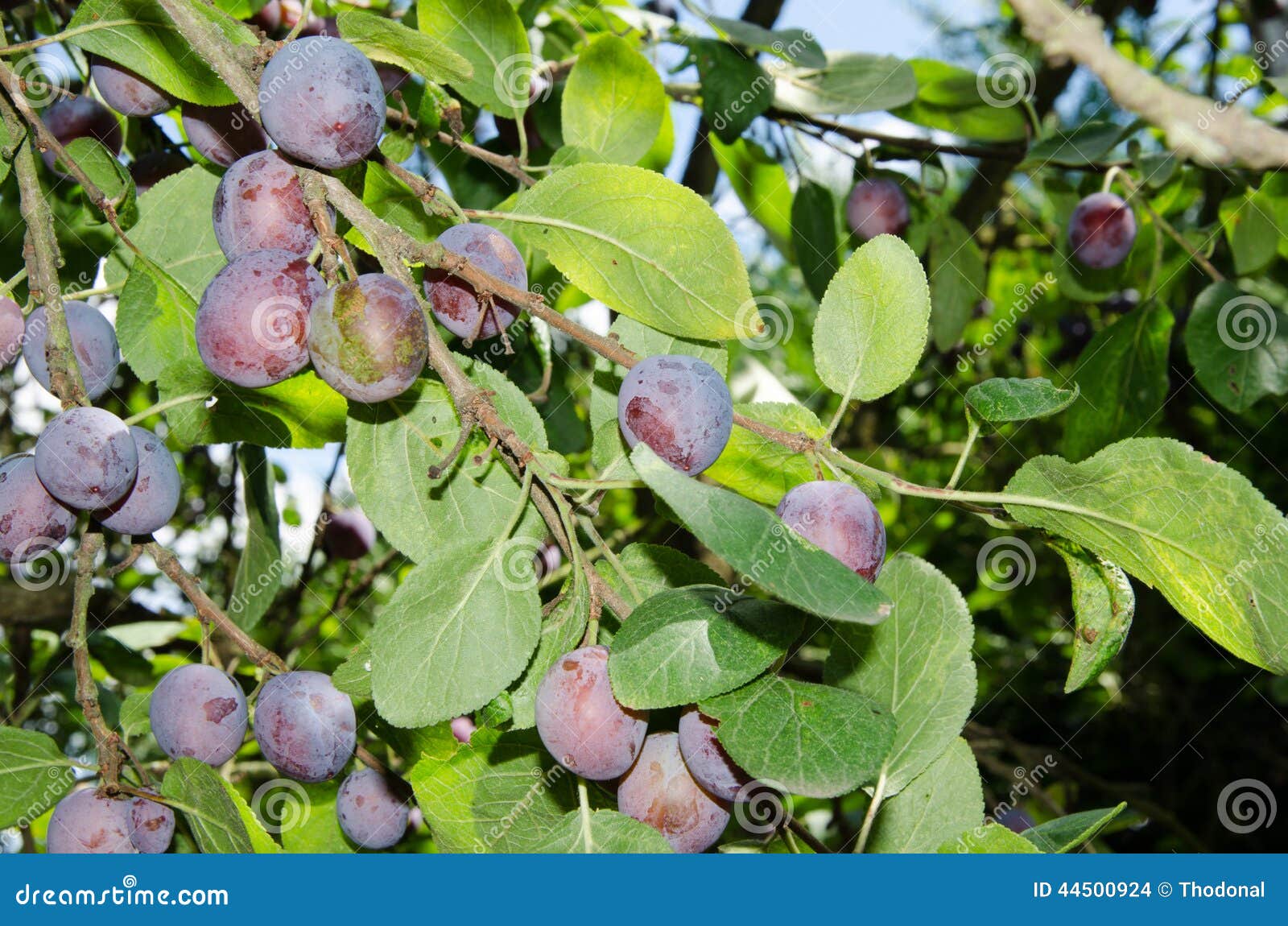 Blue plums on tree stock photo. Image of tasty, nature - 44500924