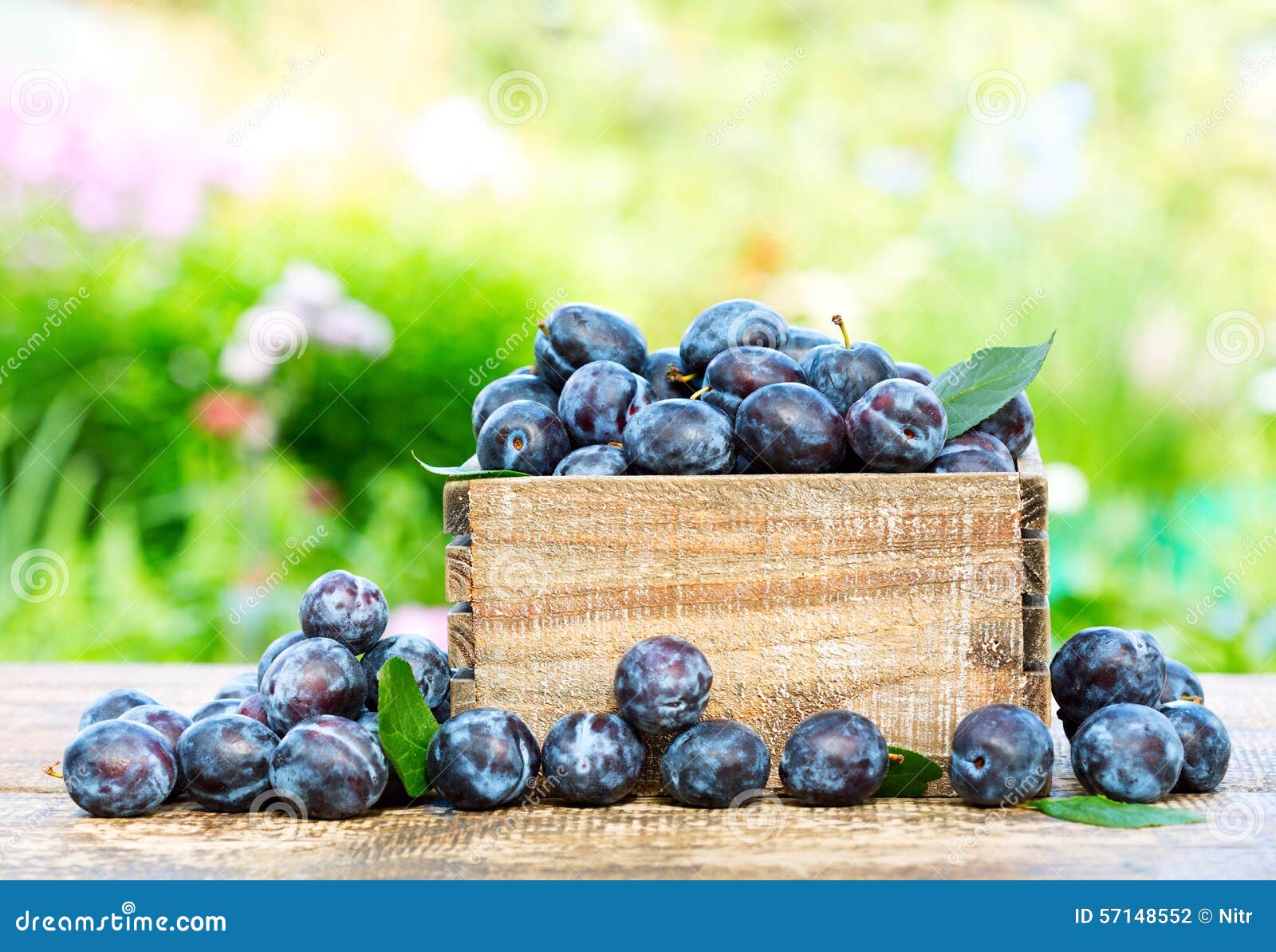Blue plums stock photo. Image of leaf, objects, still - 57148552