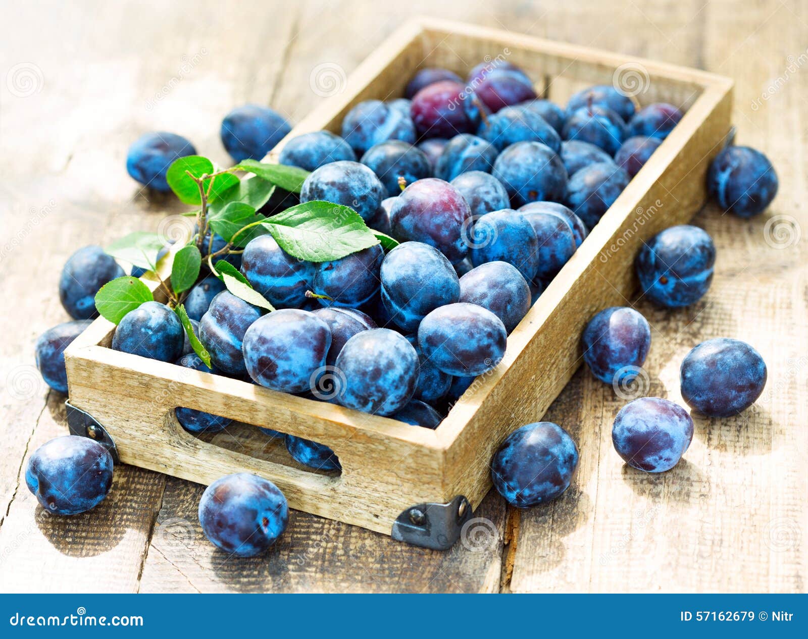 Blue plums stock image. Image of fruit, delicious, blue - 57162679