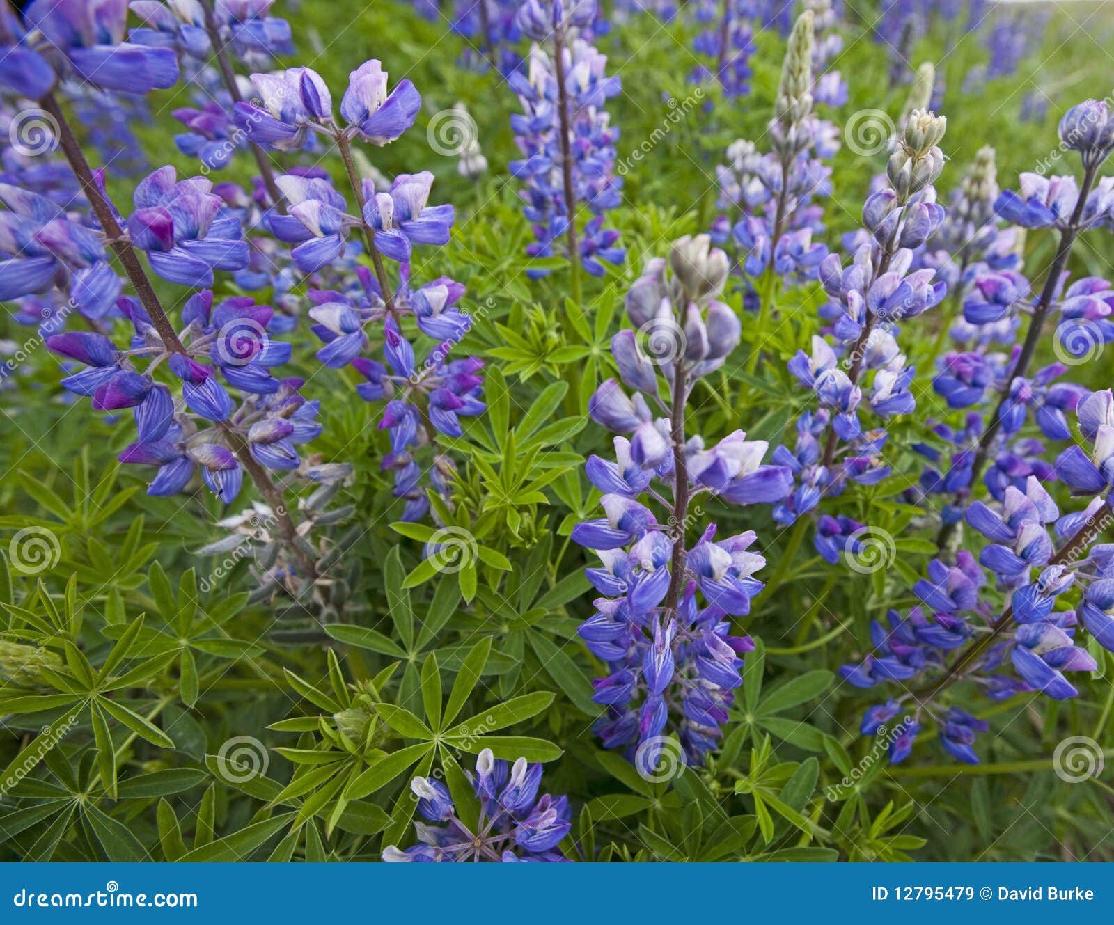 Blue pod Lupine stock image. Image of bloom, nature, flower - 12795479