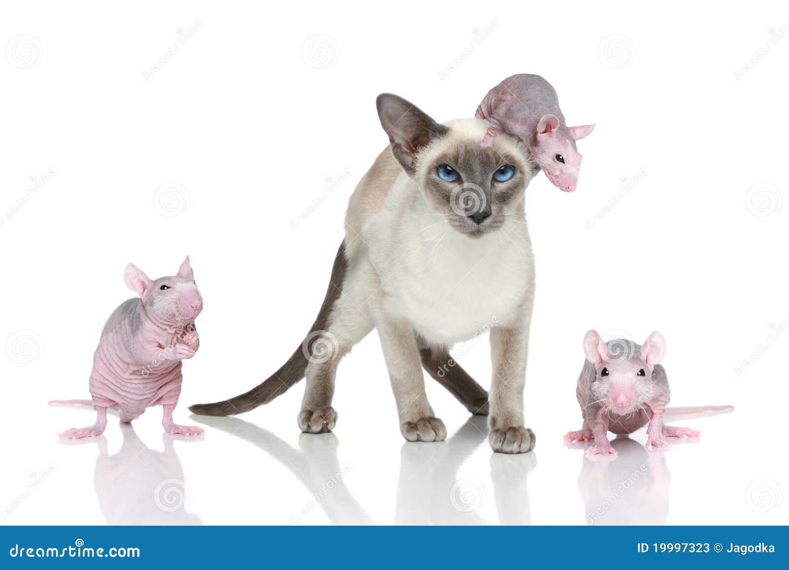 Blue Point Siamese Cat Stock Photography | CartoonDealer.com #211985618