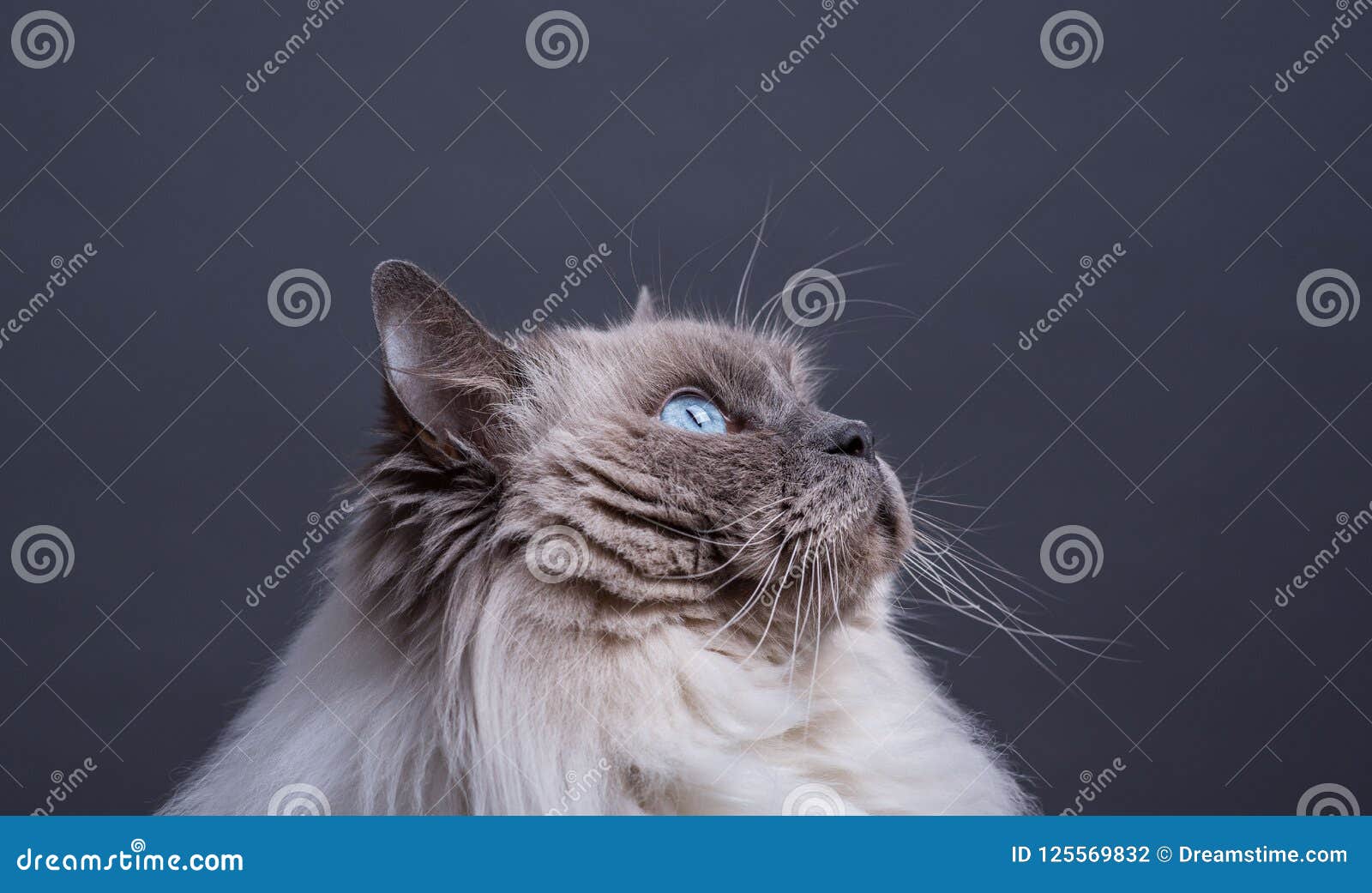 Blue Point Ragdoll Cat stock photo. Image of model, furball - 125569832