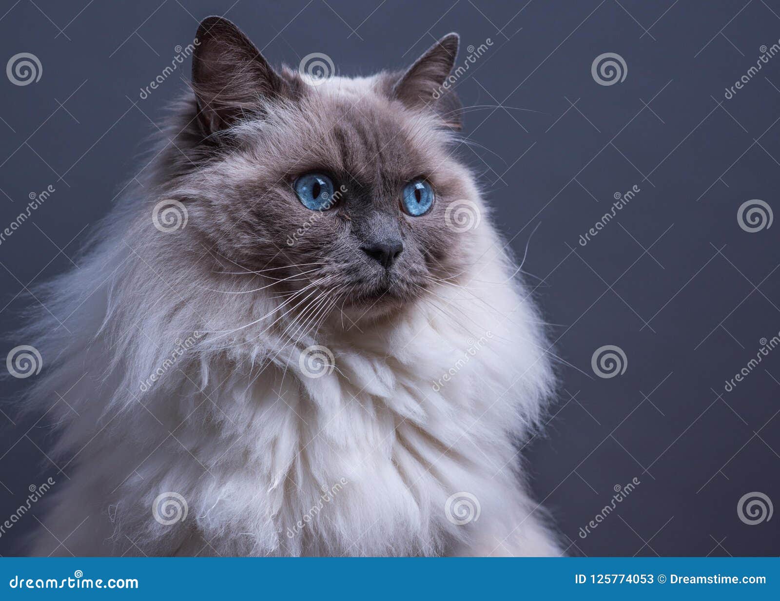 Blue Point Ragdoll Cat Yawn Stock Image - Image of yawning, furball ...