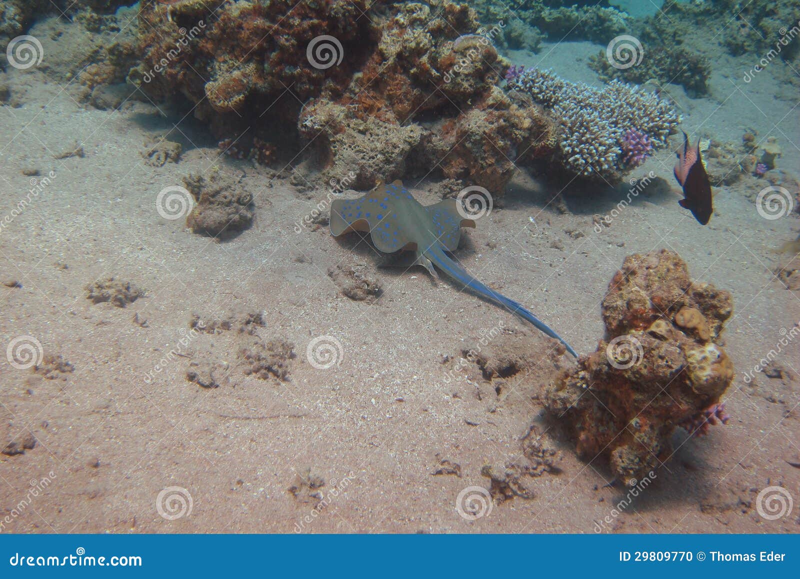 Blue point stingrays coral stock photo. Image of life - 29809770
