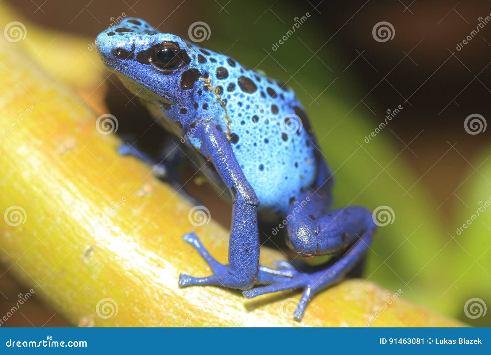 Blue Poison Dart Frog Royalty-Free Stock Photography | CartoonDealer ...