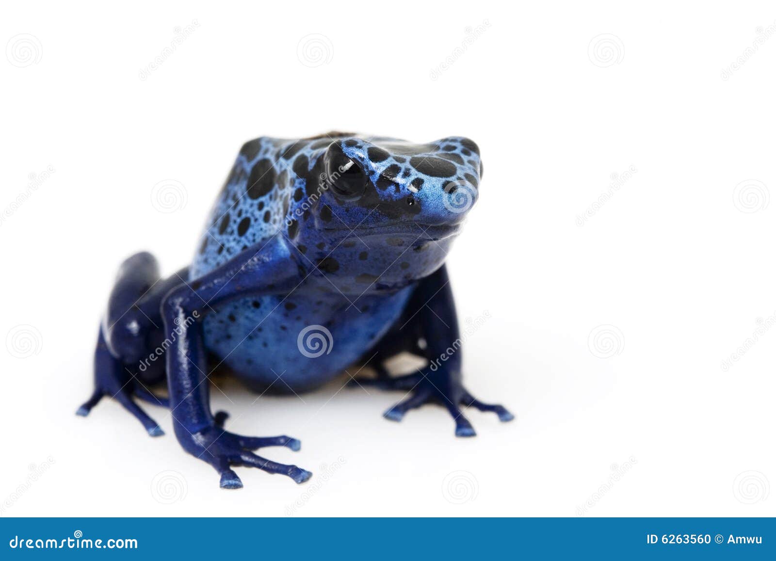 Blue Poison Arrow Frog (Dendrobates Azureus) Stock Photo - Image of ...