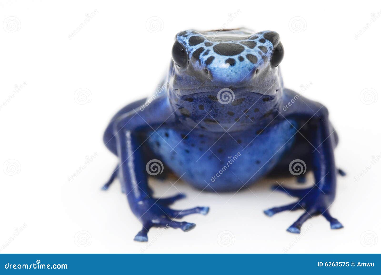 Blue Poison Arrow Frog (Dendrobates Azureus) Stock Image - Image of ...
