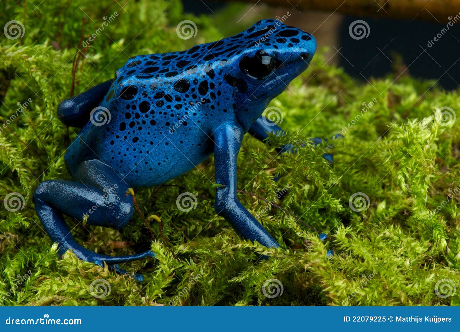 Blue poison dart frog stock image. Image of okopipi, azureus - 22079225