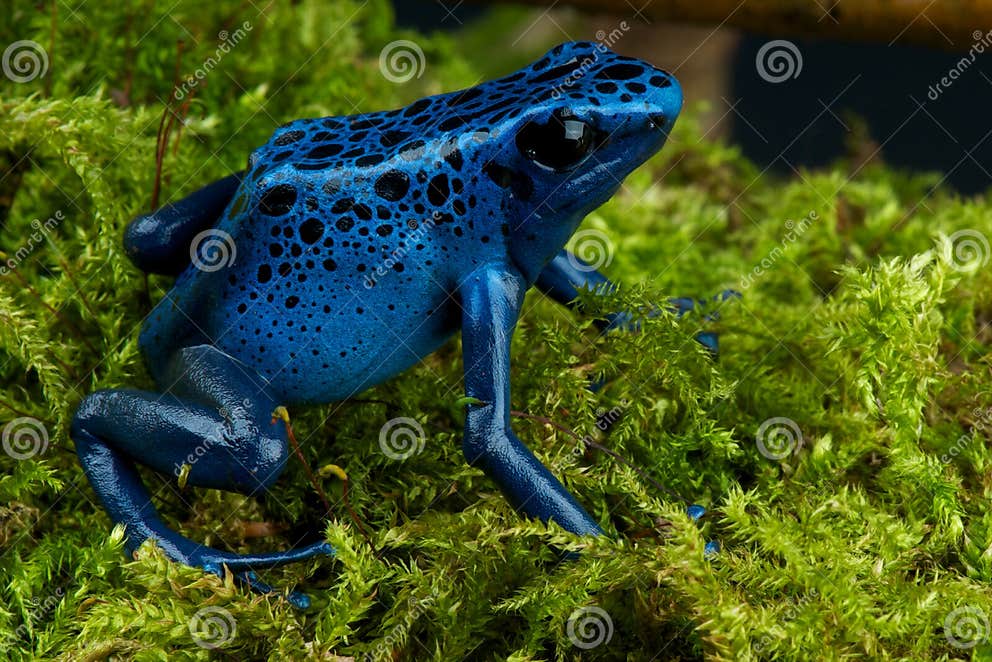 Blue poison dart frog stock image. Image of okopipi, azureus - 22079225