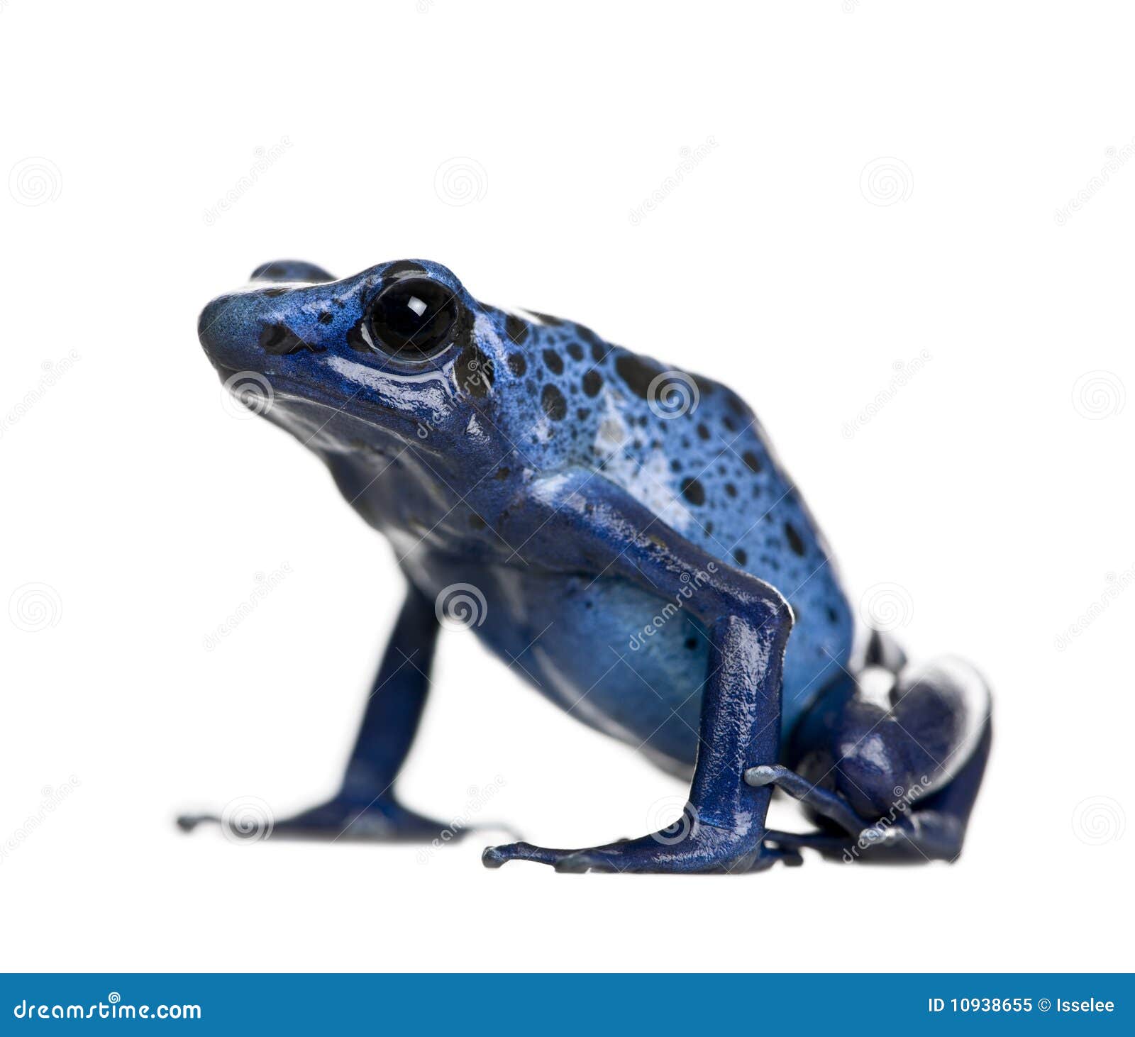 Blue Poison Dart Frog Royalty-Free Stock Photography | CartoonDealer ...