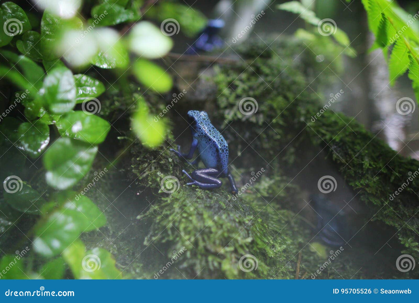 The blue poison dart frog stock photo. Image of poison - 95705526