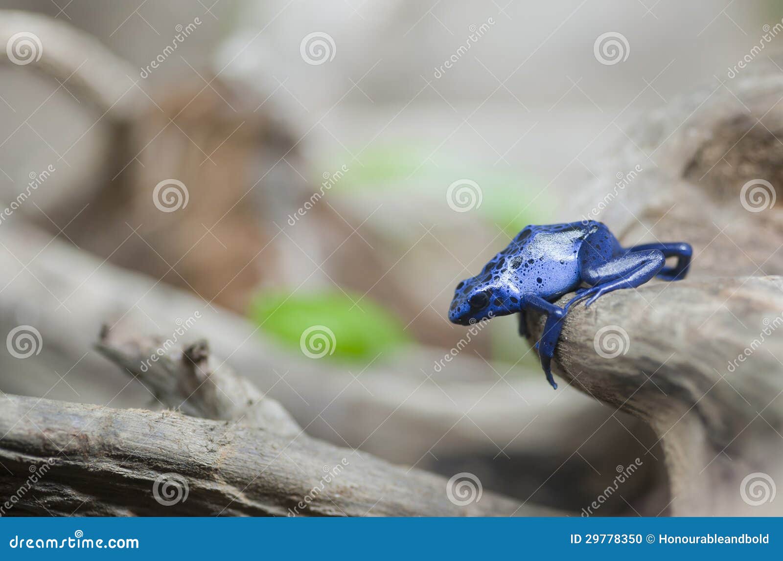 Dendrobates Azureus Blue Frog Royalty-Free Stock Photo | CartoonDealer ...