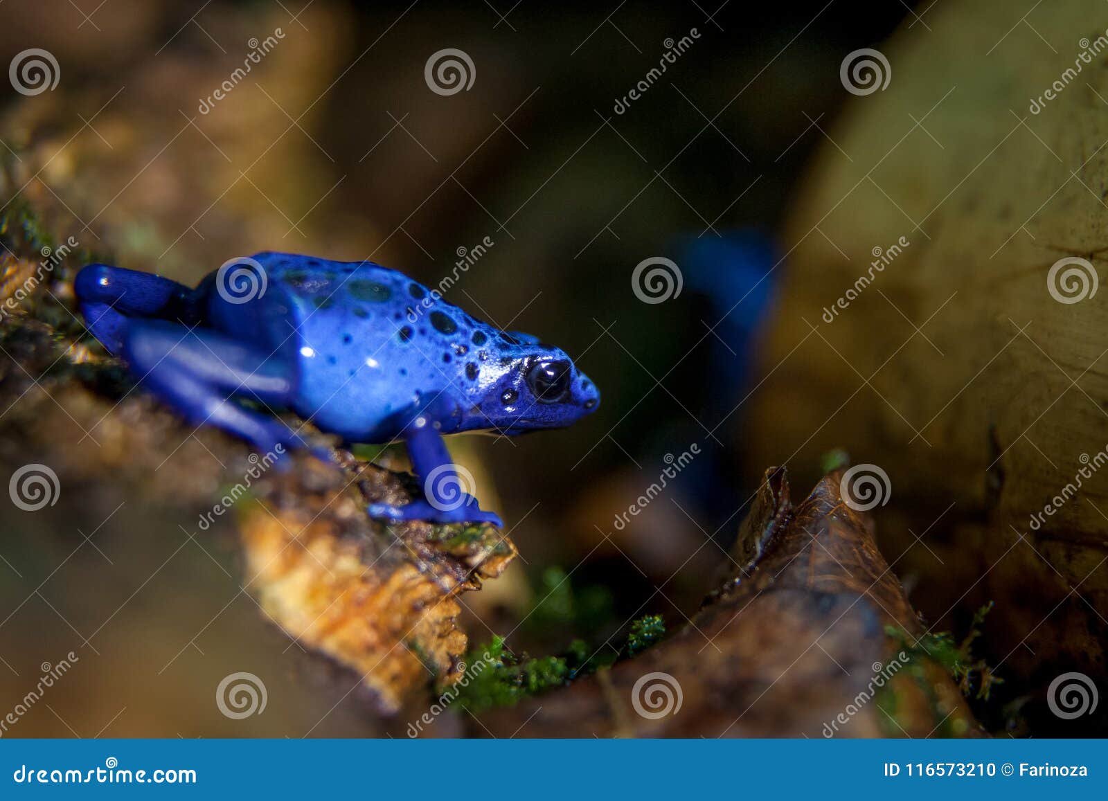 Blue Poison Dart Frog, Dendrobates Tinctorius Azureus Stock Photo ...