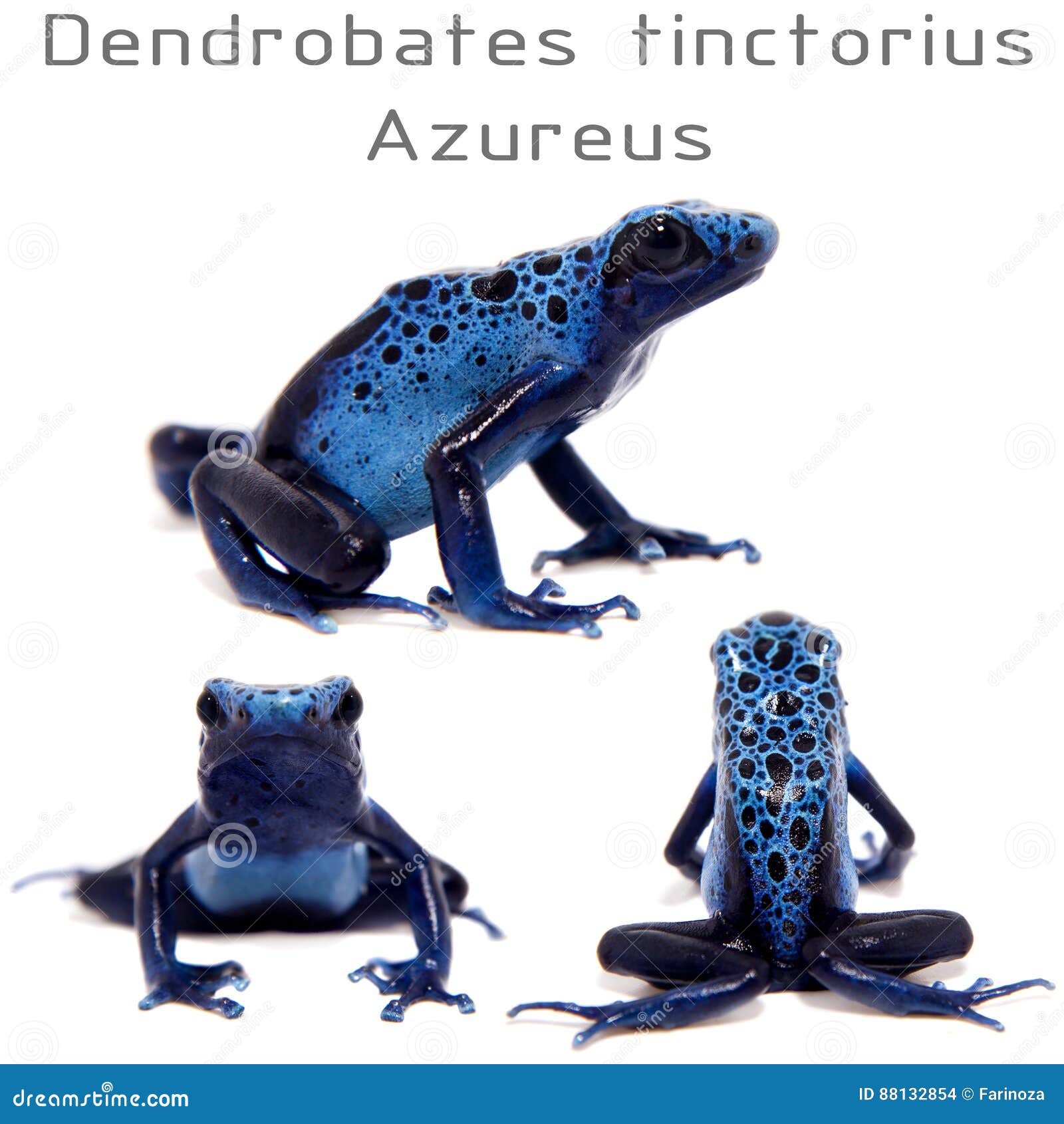 Blue Poison Dart Frog, Dendrobates Tinctorius Azureus, on White Stock ...