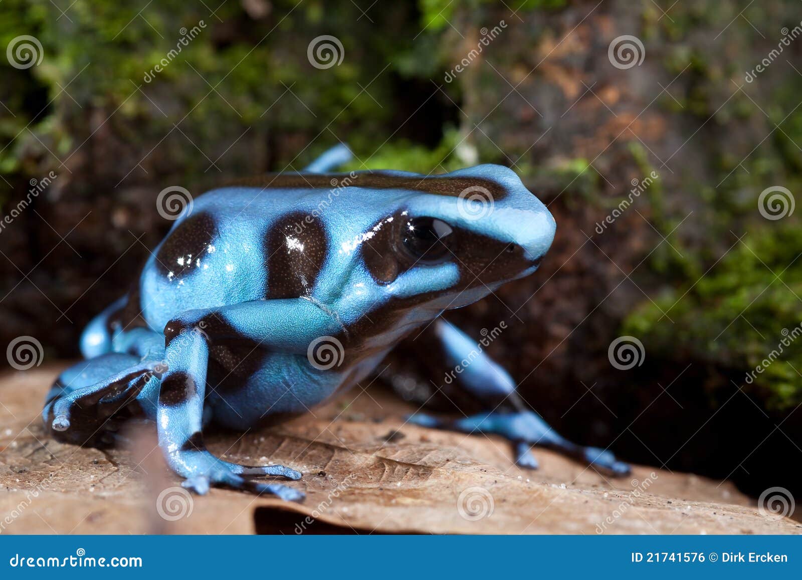 Blue Poison Dart Frog Poisonous Animal Stock Photo - Image of jungle ...
