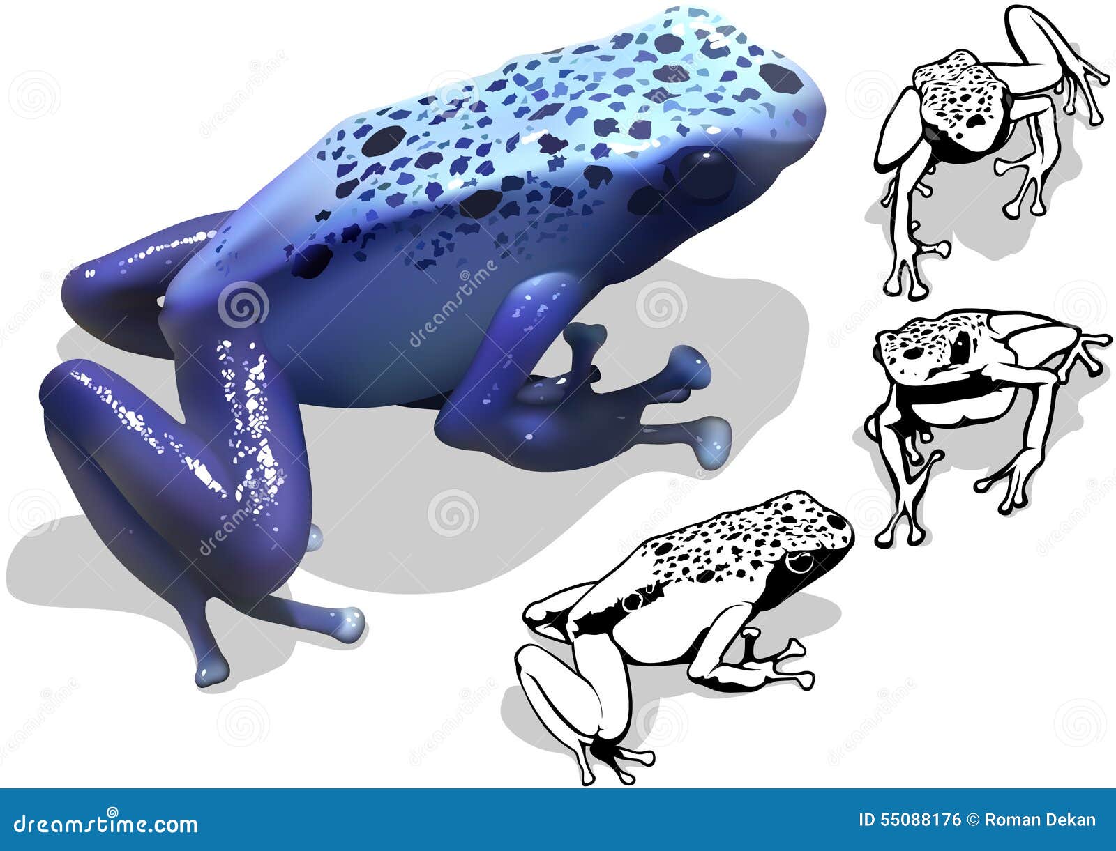 Poison-dart Frogs Dendrobates . Vector Study Of Colors And Patterns ...