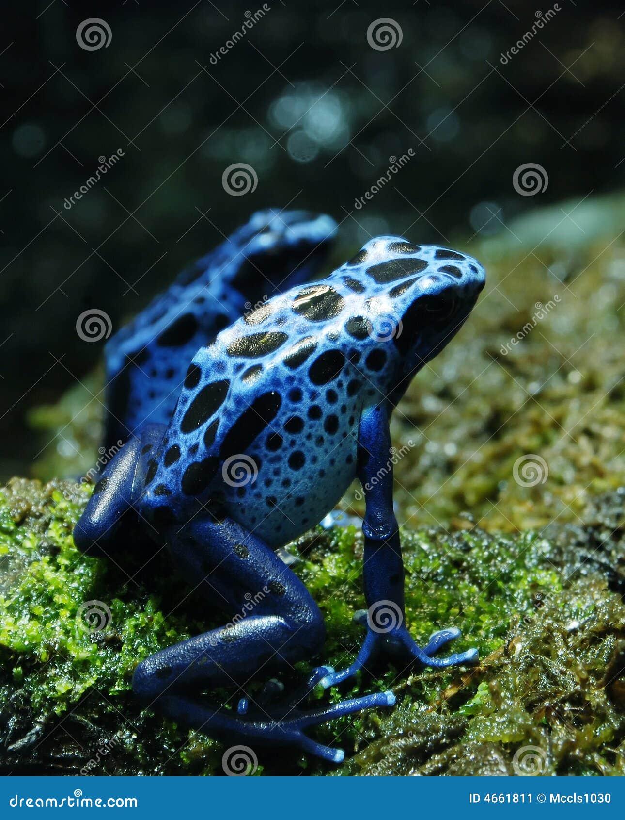 1,524 Blue Frogs Water Stock Photos - Free & Royalty-Free Stock Photos ...