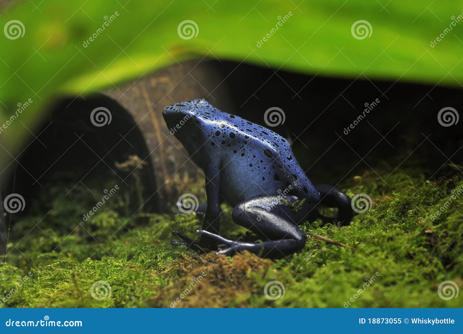 Blue Poison Frog stock image. Image of nature, azureus - 18873055