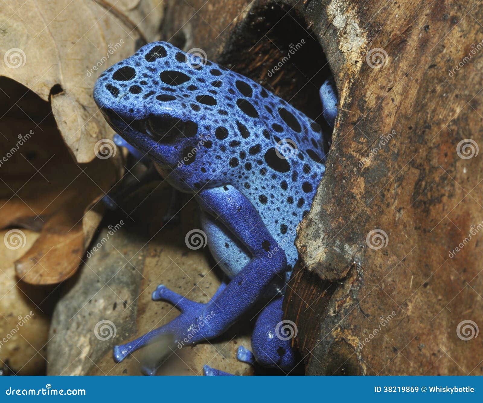 Blue Poison Frog stock image. Image of nature, blue, frog - 38219869