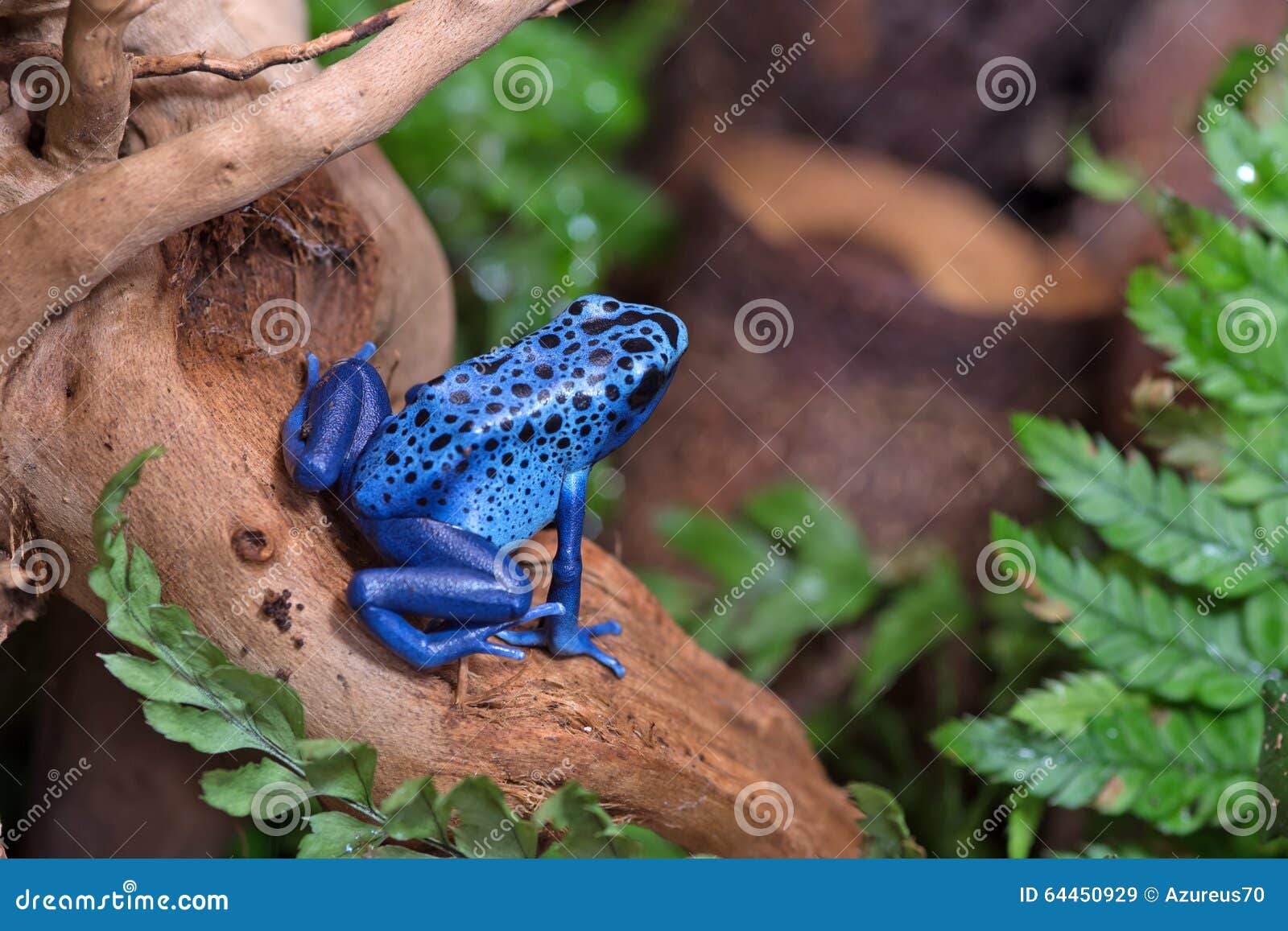 Blue poison frog stock image. Image of dendrobatidae - 64450929