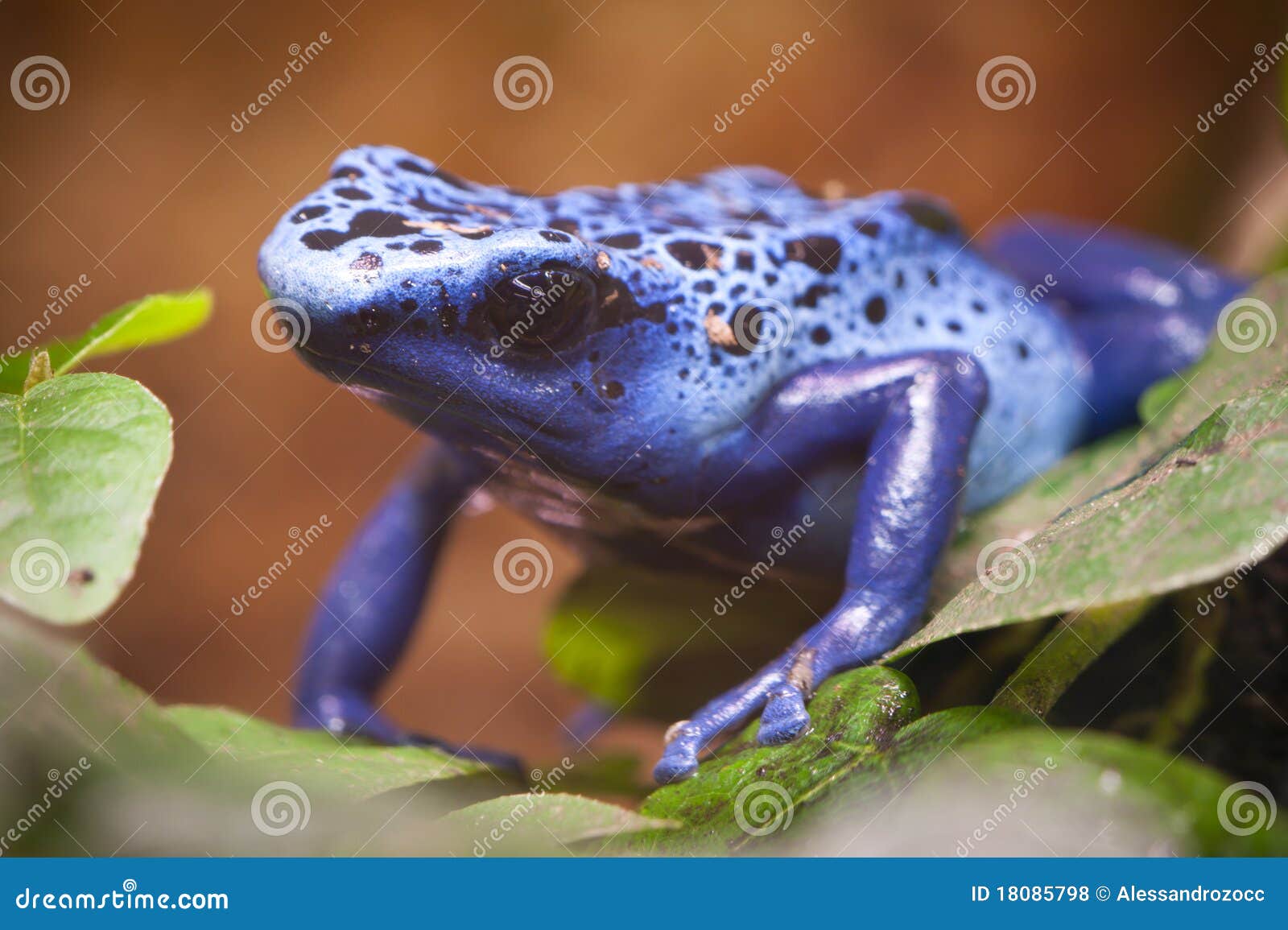 Blue poisonous frog stock photo. Image of tropical, green - 18085798