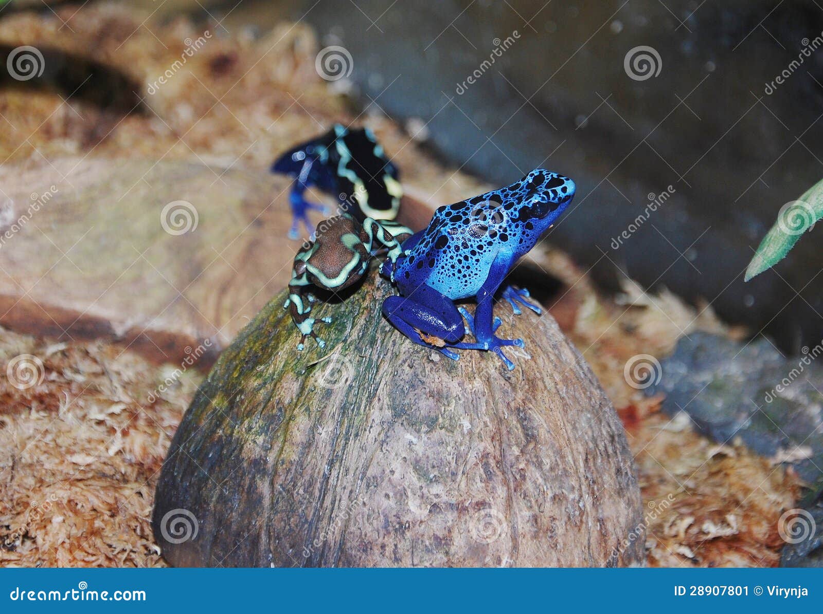 Blue poisonous frog stock image. Image of toad, aquarium - 28907801