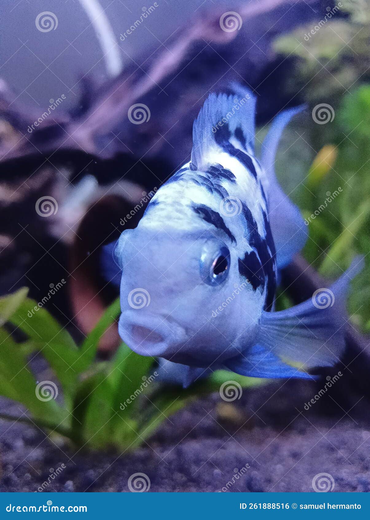 Blue Pollar Fish at Aquatic Stock Photo - Image of pollar, fauna: 261888516