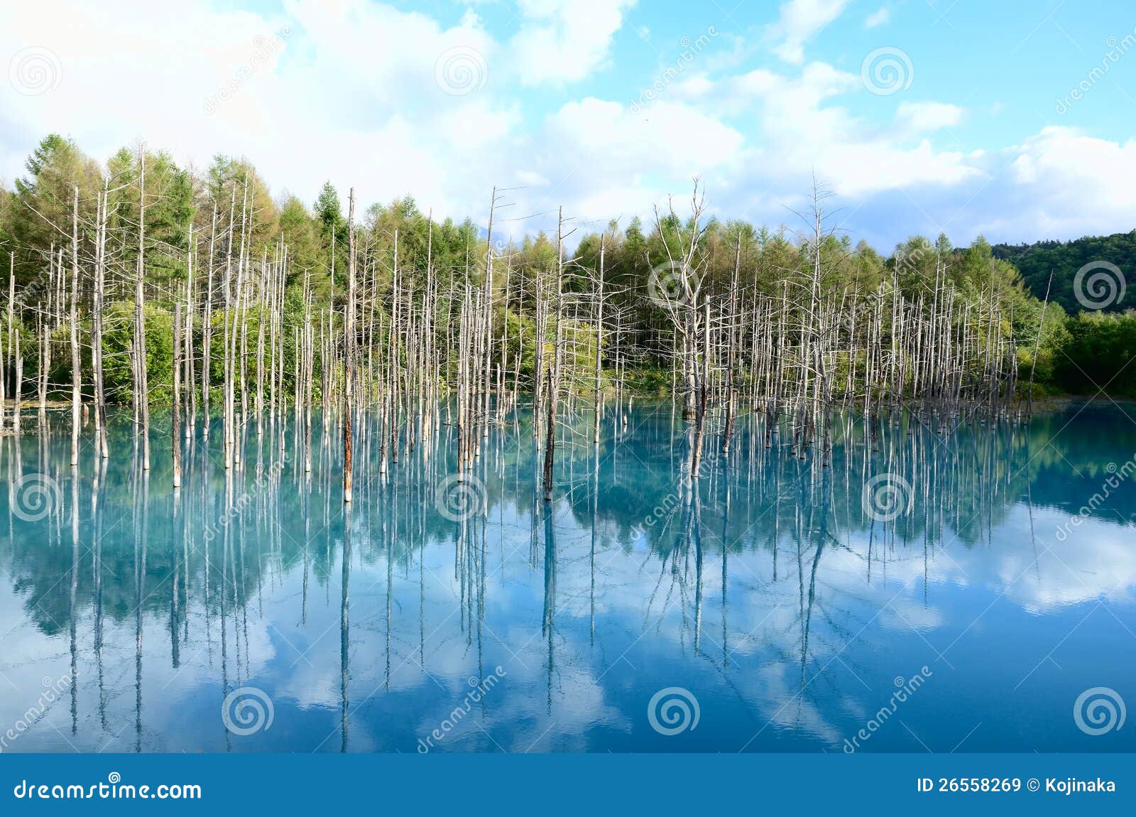 Blue Pond in Biei, Shirogane. Stock Image - Image of fantastic, larch ...