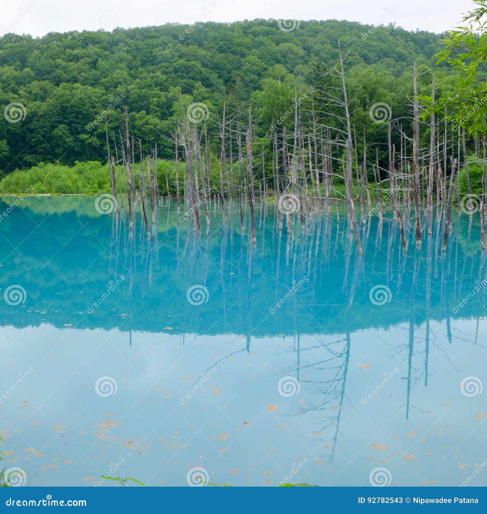 Blue pond stock image. Image of pond, growth, beautiful - 92782543