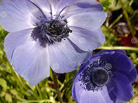 Blue Poppies stock photo. Image of nature, flower, petal - 484318