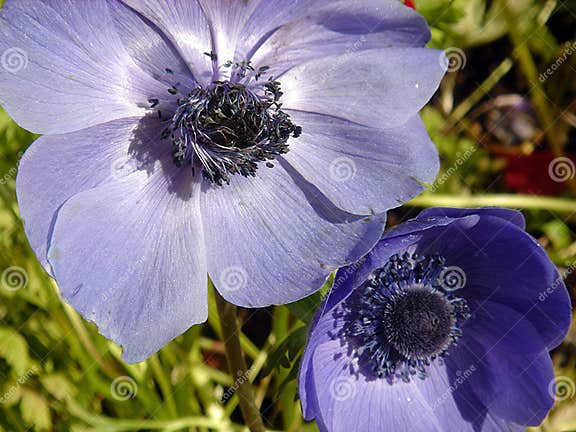 Blue Poppies stock photo. Image of nature, flower, petal - 484318
